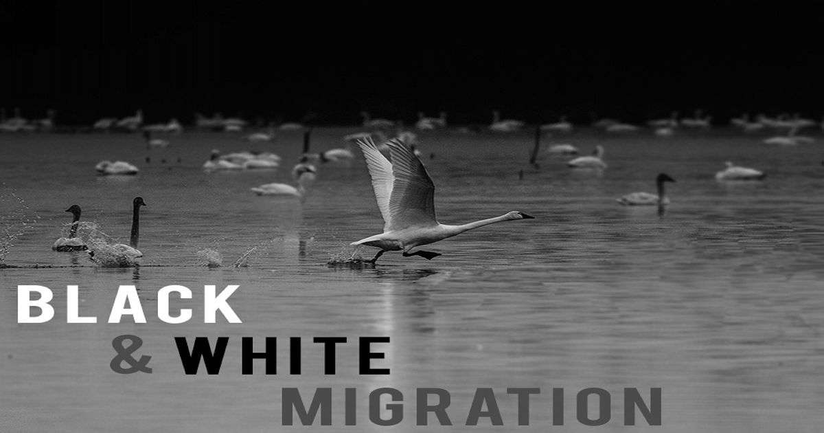Pungo Lake Tundra Swans Migration