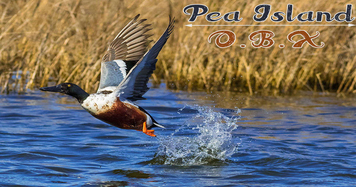 Pea Island Wildlife Refuge Bird Photography